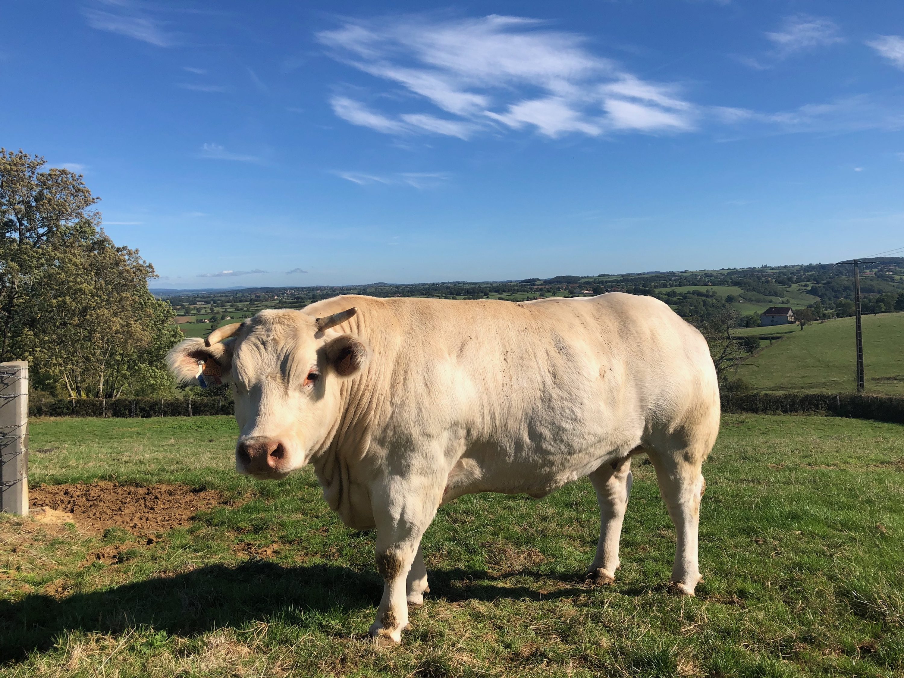 Abattoirs Gesler - Gesler